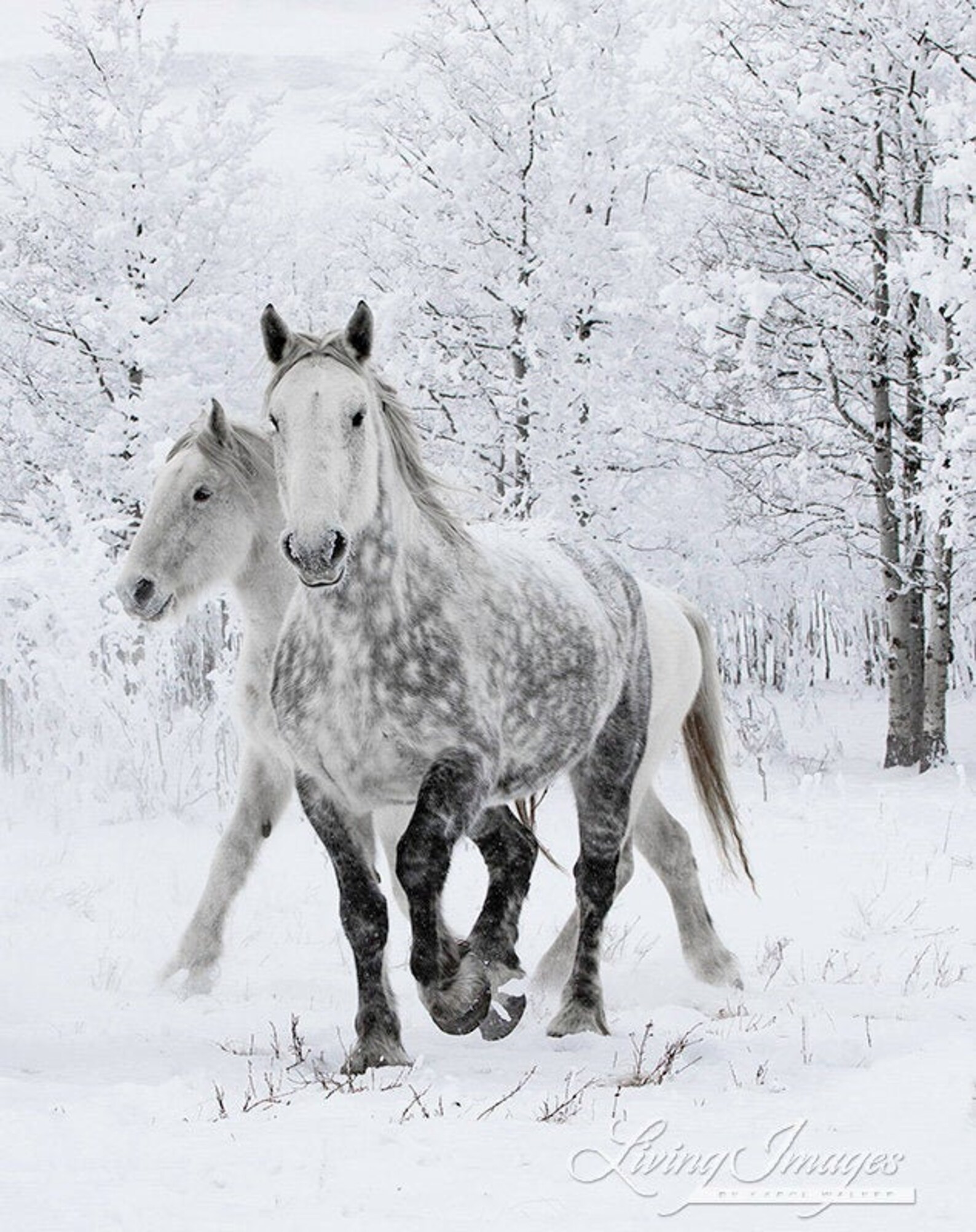 Horse Photography Snow Draft Horses Print two - Etsy