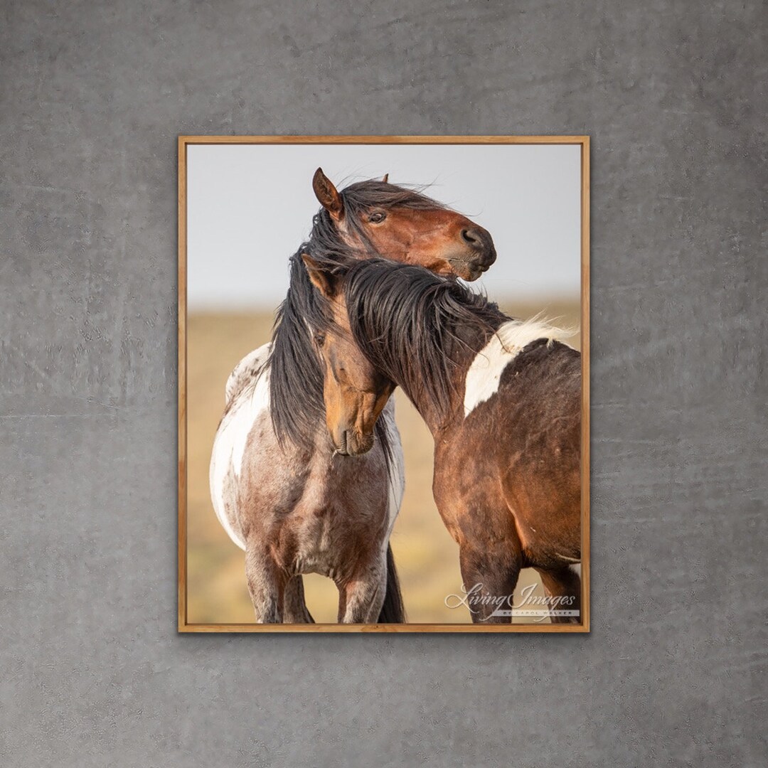 Wild Horse Photography Wild Roan Pinto Stallions Print - “two Wild ...