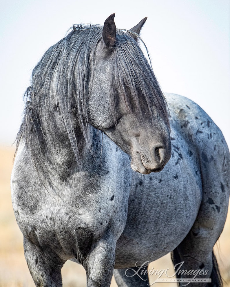 Wild Horse Photography Wild Blue Roan Stallion Blue Zeus Print - “blue ...