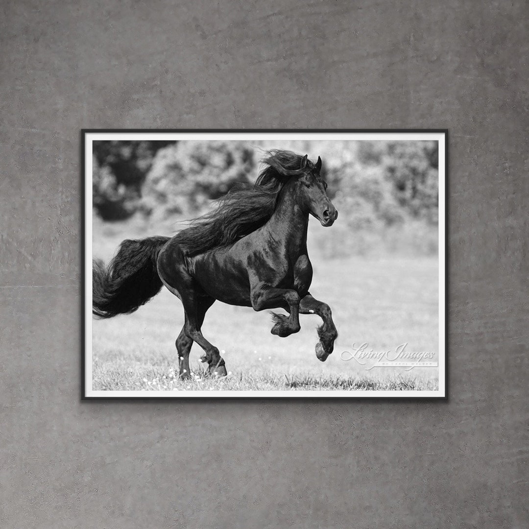 Horse Photography Friesian Horse Running Print - “black Friesian ...