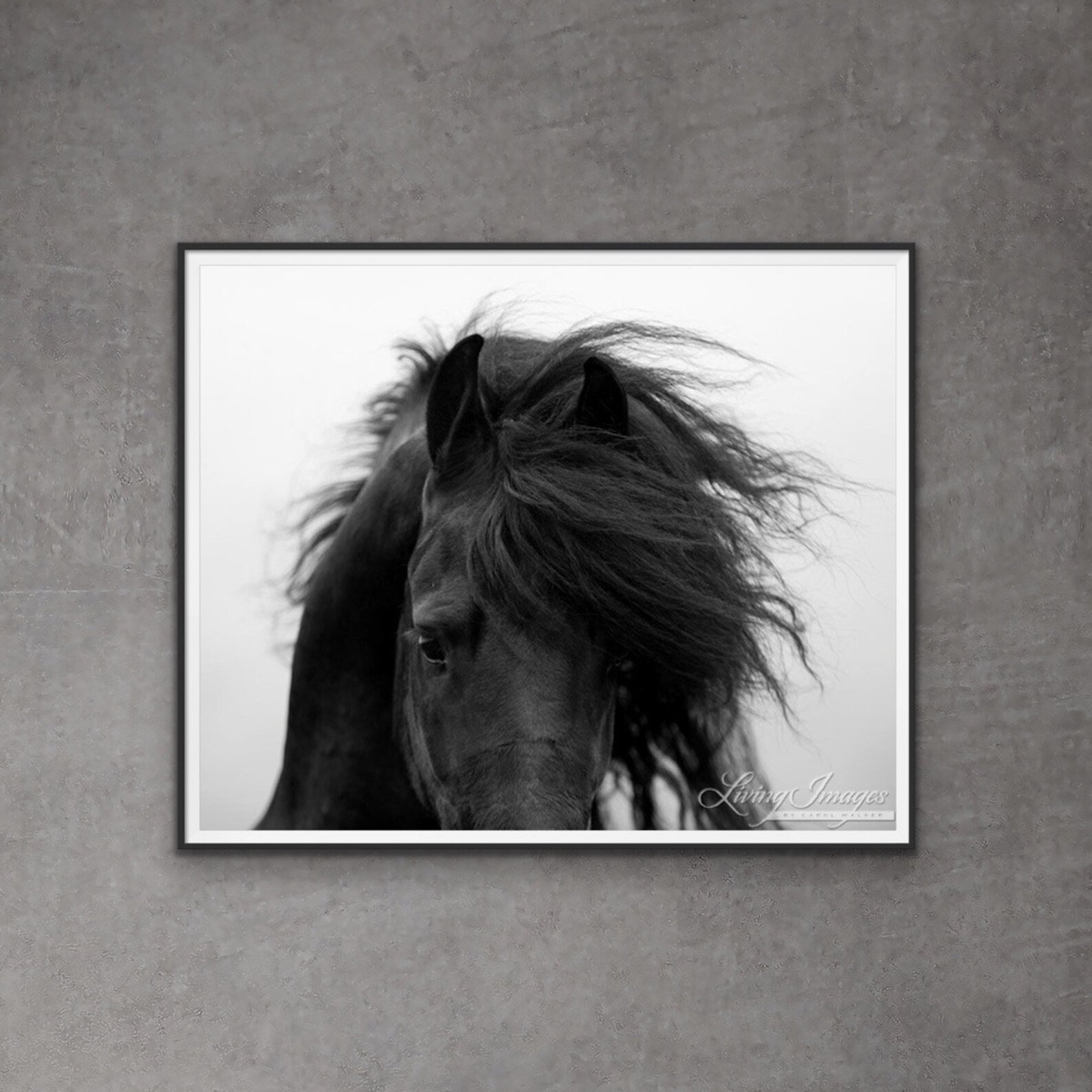 Horse Photography Black Friesian Stallion Equine Print - “friesian’s ...