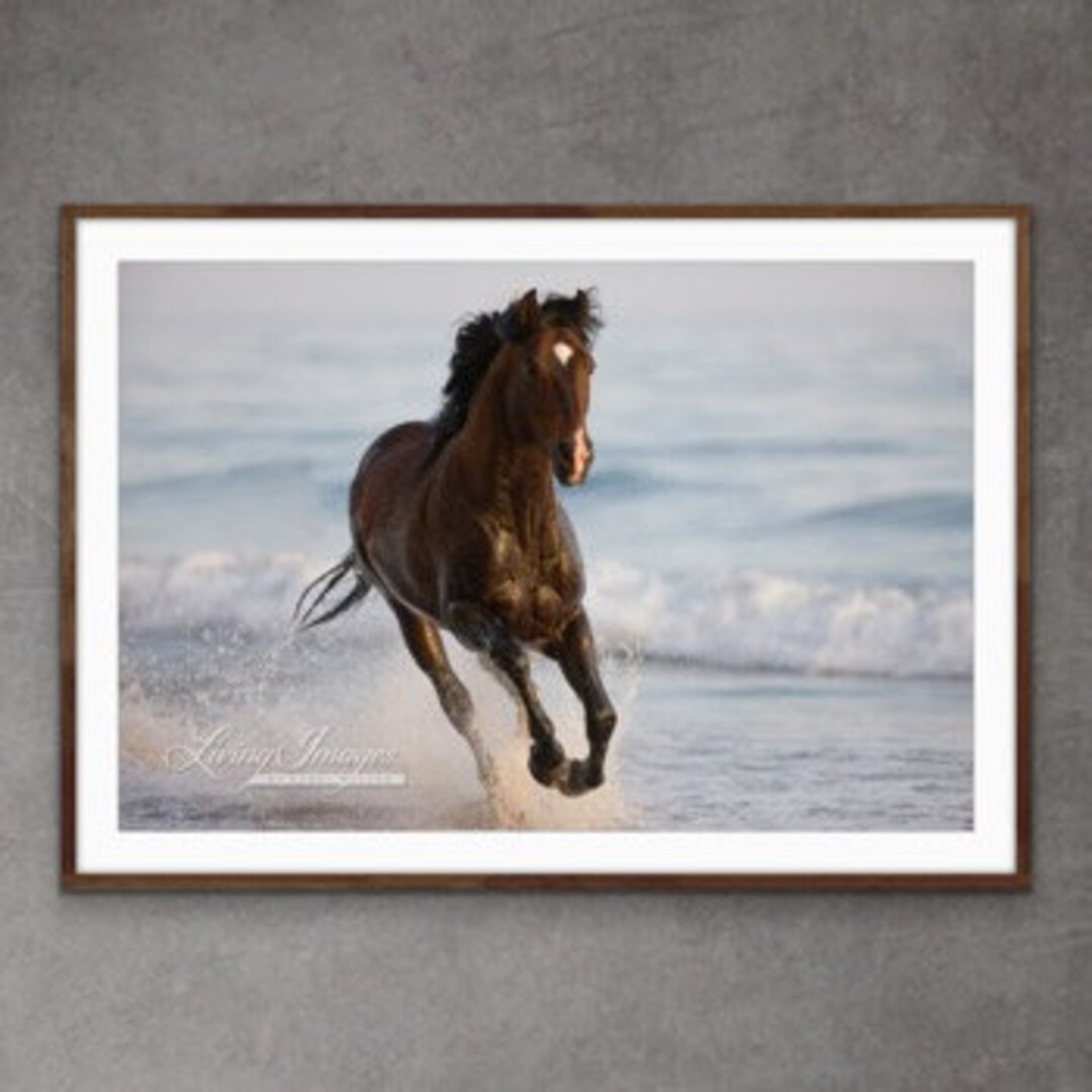 Horse Photography Bay Andalusian Ocean Print - “stallion in the Surf ...