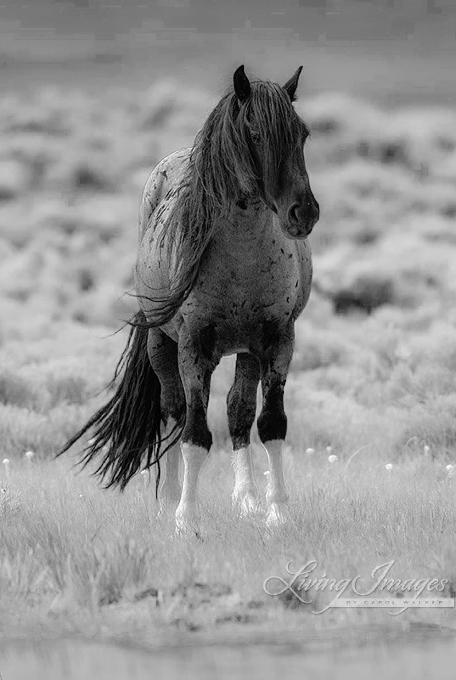 Wild Horse Photography Wild Horse Blue Zeus Print - “wild Blue Roan ...