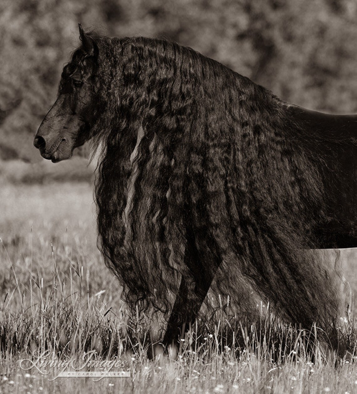 Horse Photography Friesian Horse Print - “black Friesian’s Lavish Mane ...