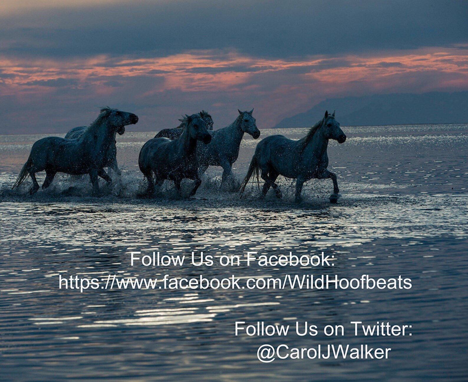 Wild Horse Photography Wild Blue Roan Horse Blue Zeus Print - “wild ...