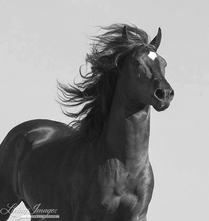 Horse Photography Arabian Horse Print red Arabian Stallion - Etsy