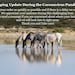 Wild Horse Photography Wild Pinto Stallion Rearing Print - “flash Rears ...