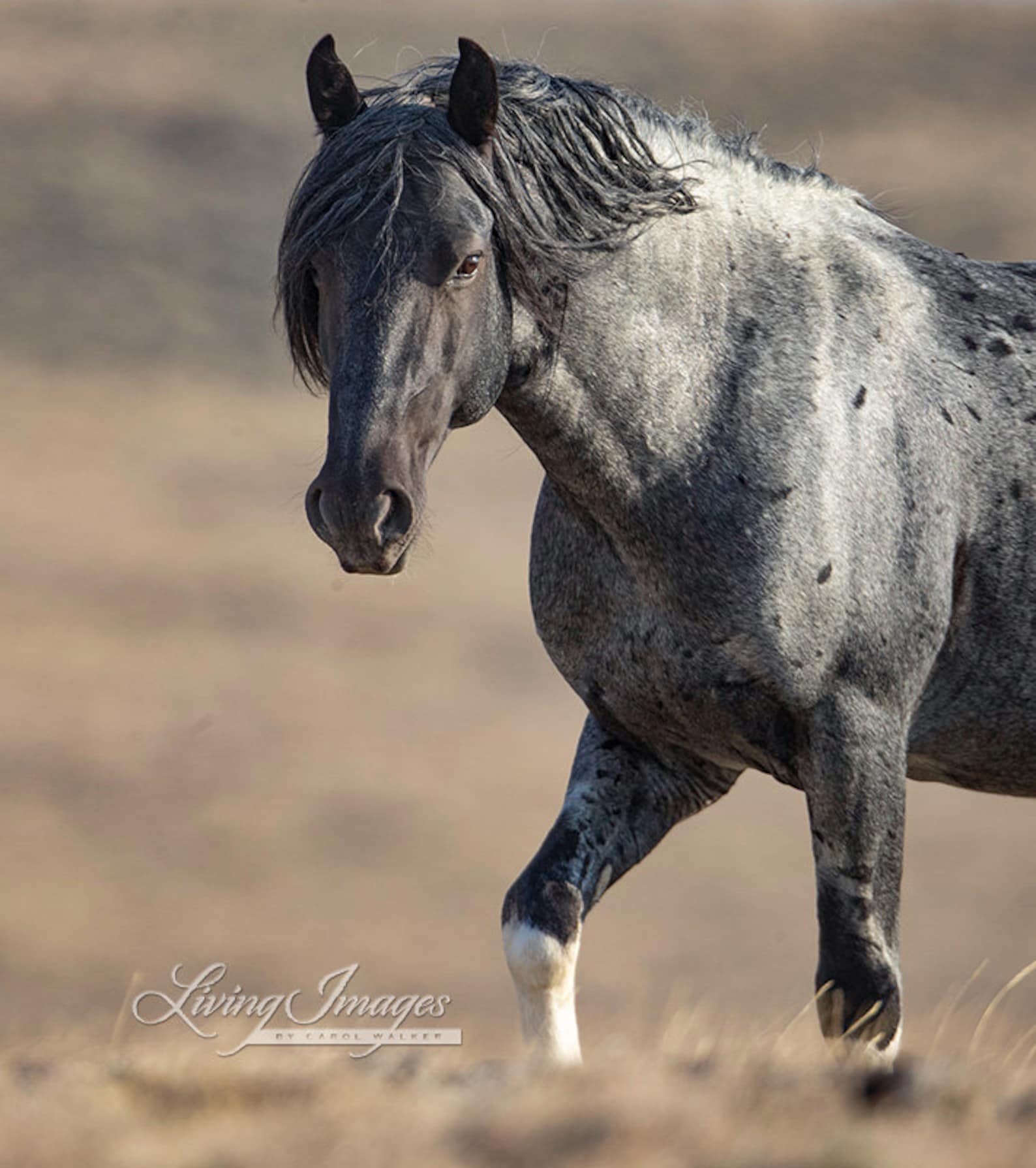 Wild Horse Photography Wild Horse Blue Zeus Print - “blue Zeus Walks ...