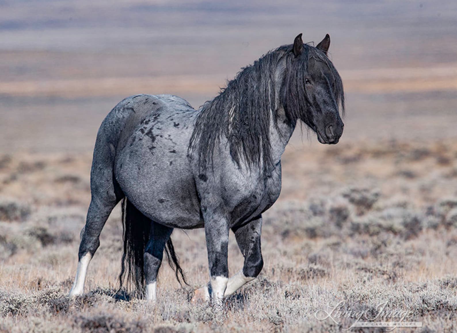 Wild Horse Photography Wild Blue Roan Stallion Blue Zeus Print - "blue ...