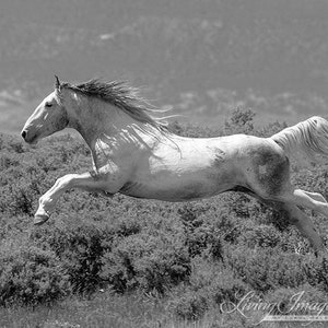 Wild Horse Photography Wild Gray Pinto Stallion Print - “willie Nelson ...