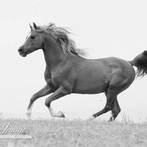 Horse Photography Arabian Horse Print red Arabian Stallion Runs - Etsy