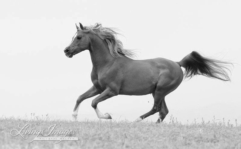 Horse Photography Arabian Horse Print red Arabian Stallion - Etsy