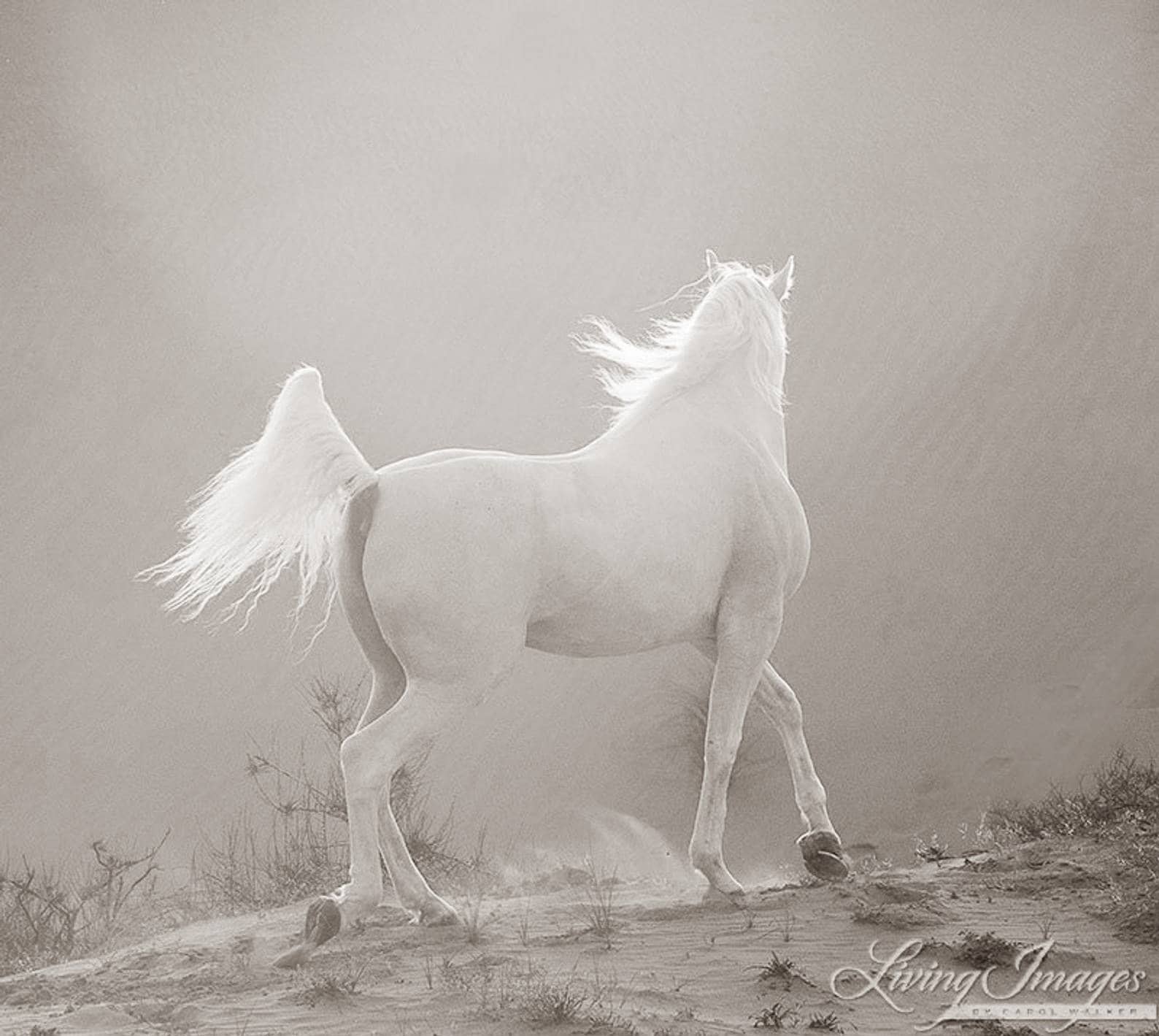 Horse Photography White Arabian Horse Runs Print desert - Etsy