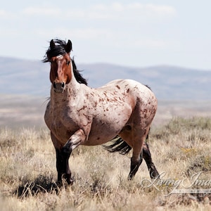 Wild Horse Photography Wild Roan Stallion Print - ”the Red Roan ...