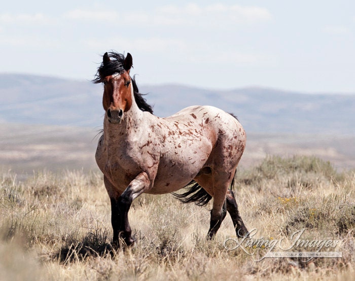 Wild Red Roan Horse