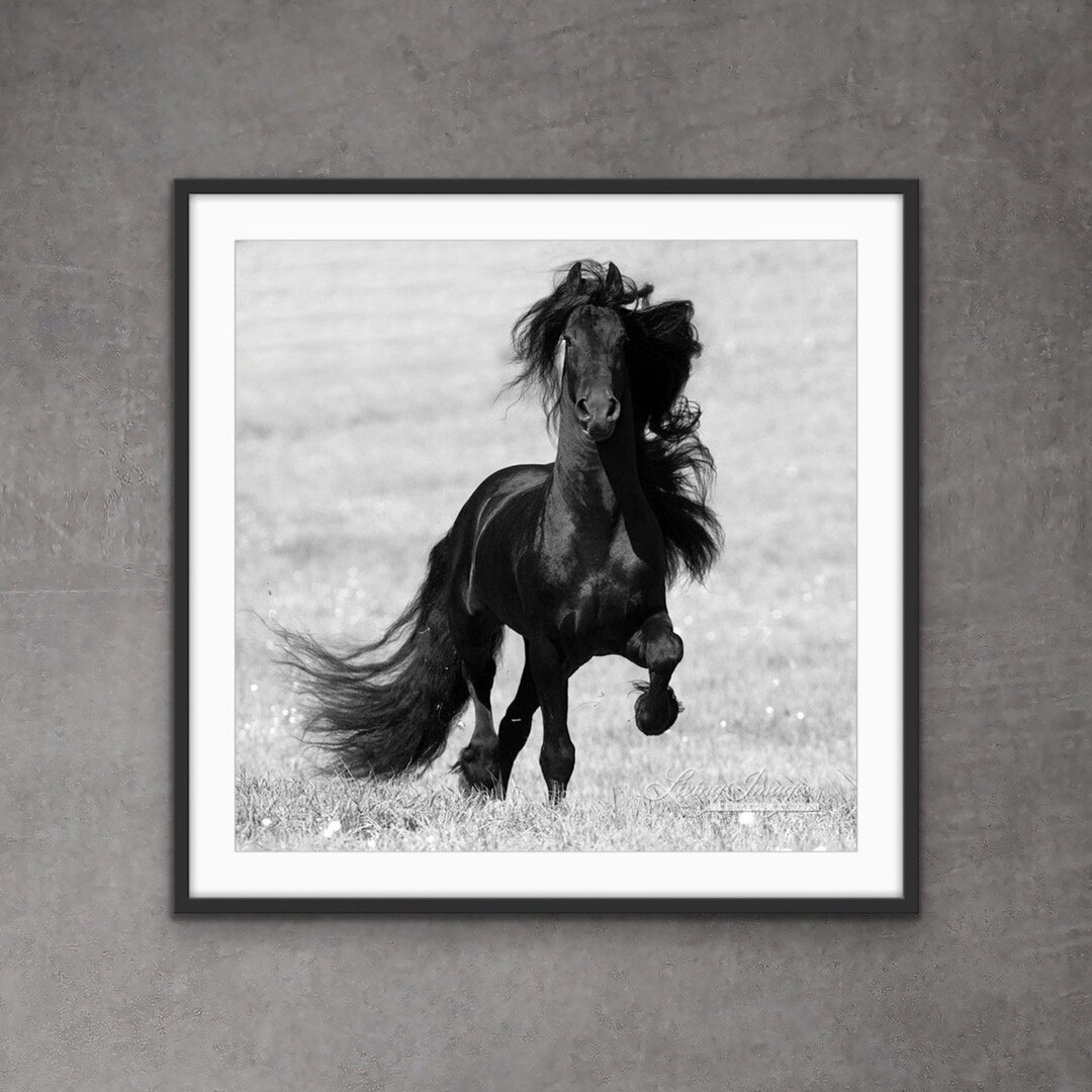 Horse Photography Black Friesian Horse Print - “friesian Runs Close” - Etsy