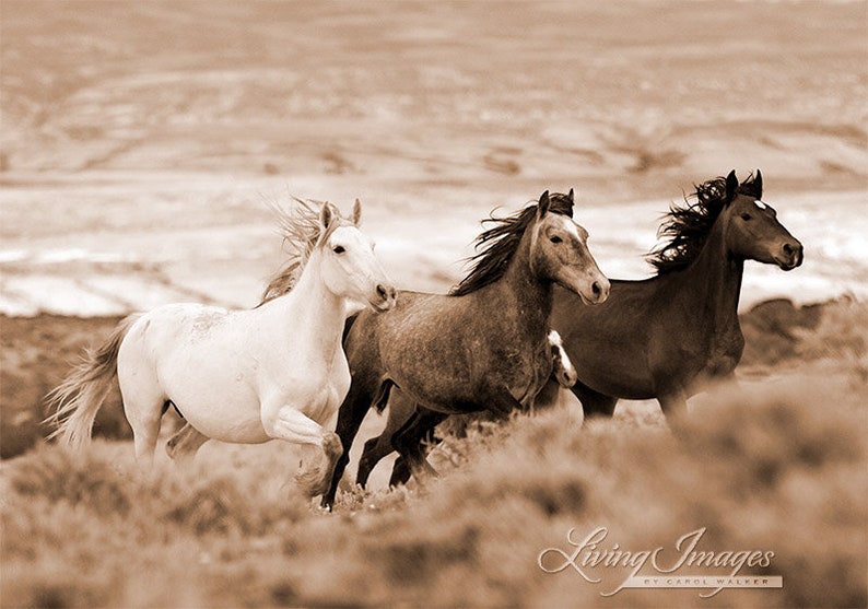 Wild Horse Photography Wild Horse Adobe Town Mares Print | Etsy