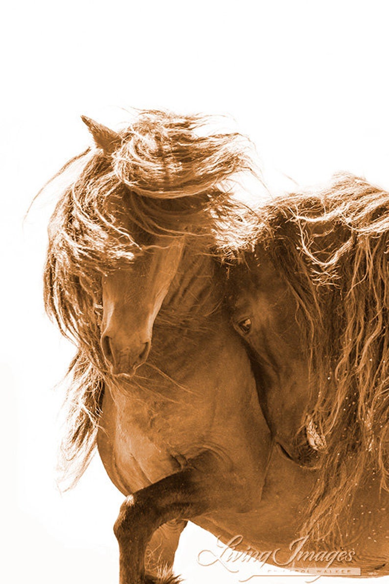 Wild Horse Photography Wild Sable Island Stallions Print - Etsy