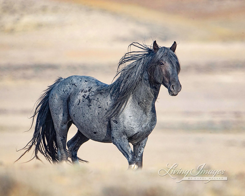 Wild Horse Photography Wild Roan Stallion Blue Zeus Print | Etsy