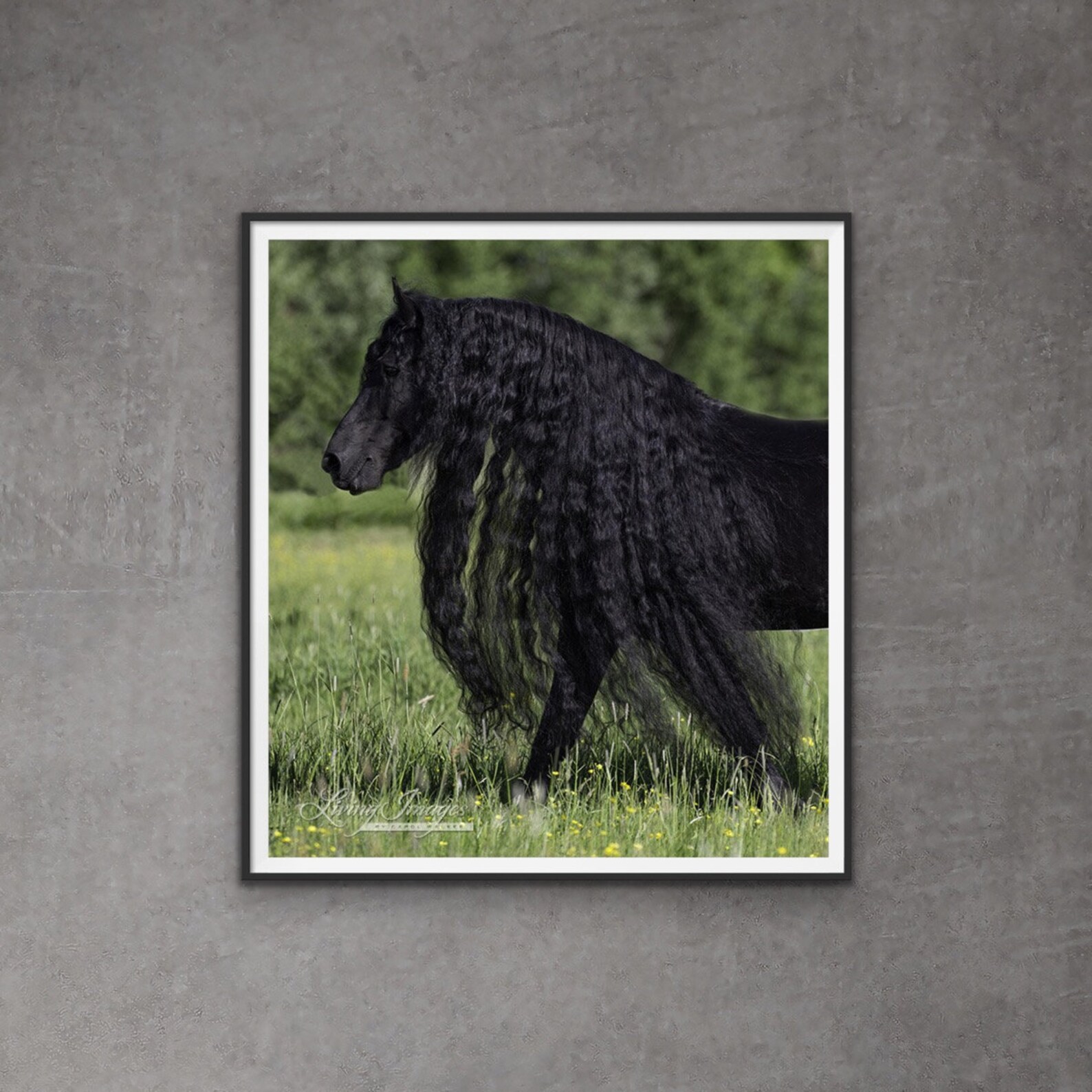 Horse Photography Friesian Horse Print - “black Friesian’s Lavish Mane ...