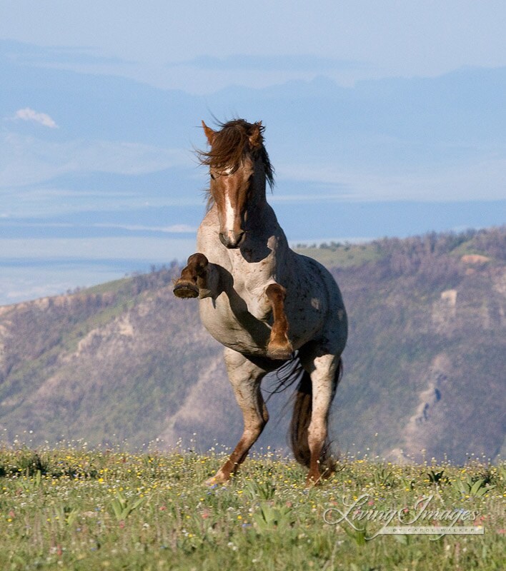 Wild Horses Mustang Rearing