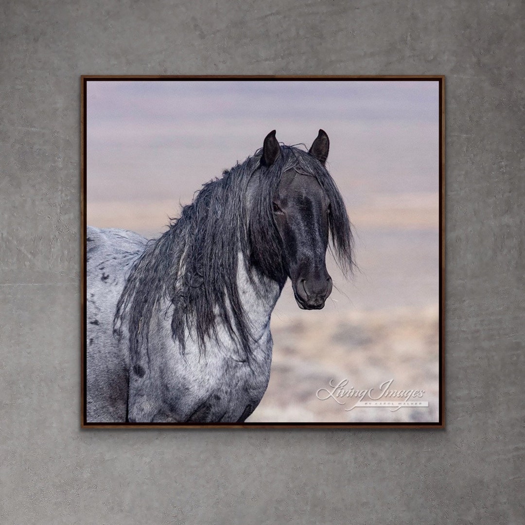 Wild Horse Photography Wild Blue Roan Stallion Blue Zeus Print - “wild ...