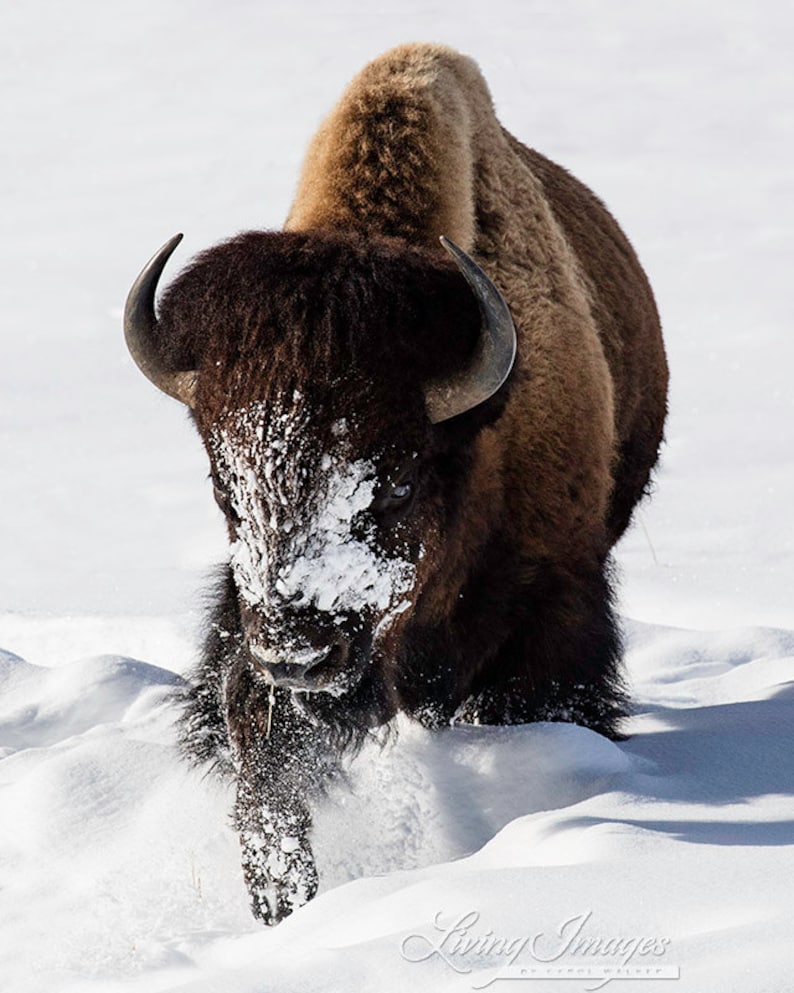 Wildlife Photography Winter Bison Print - “snowy Buffalo Walks” - Etsy