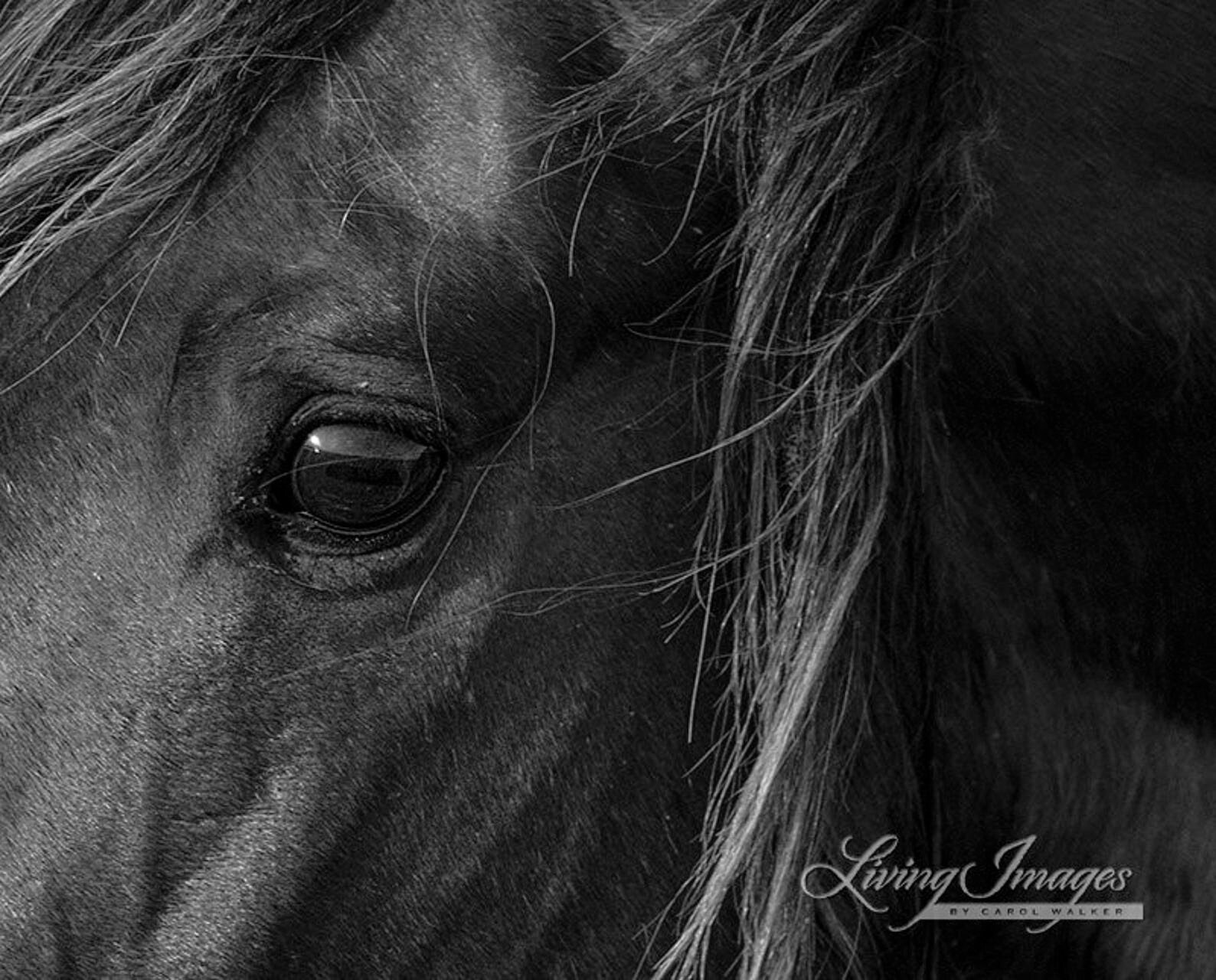 Wild Horse Photography Wild Red Stallions Eye Print | Etsy