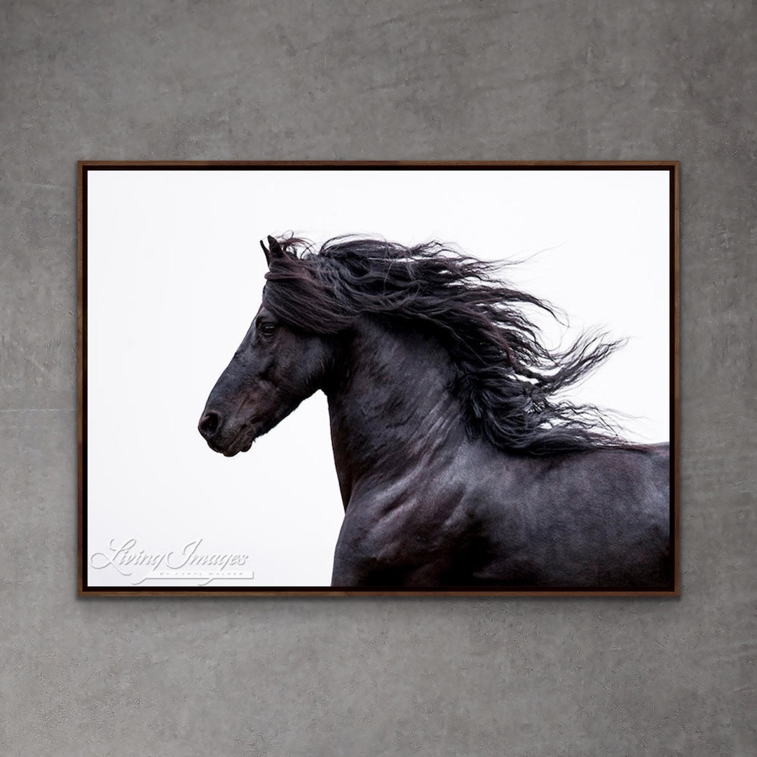 Horse Photography Black Friesian Stallion Print - “black Friesian's ...
