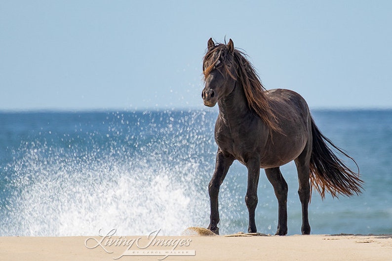 Wild Horse Photography Wild Sable Island Wild Horse Beach - Etsy