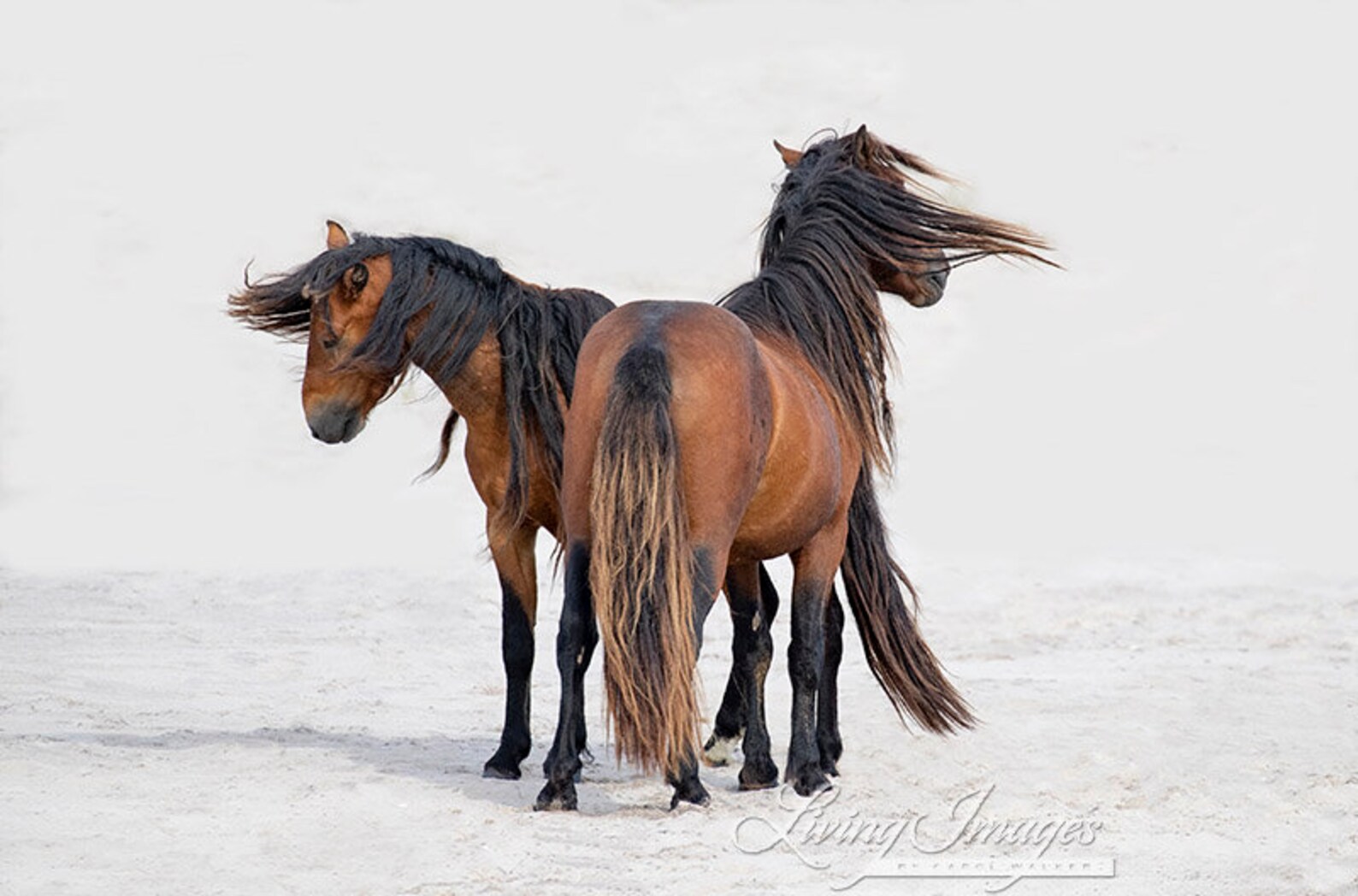 Wild Horse Photography Wild Sable Island Stallions Print - Etsy