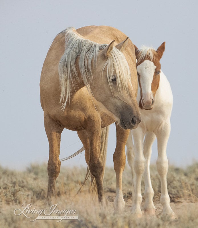 Palomino Mare And Filly
