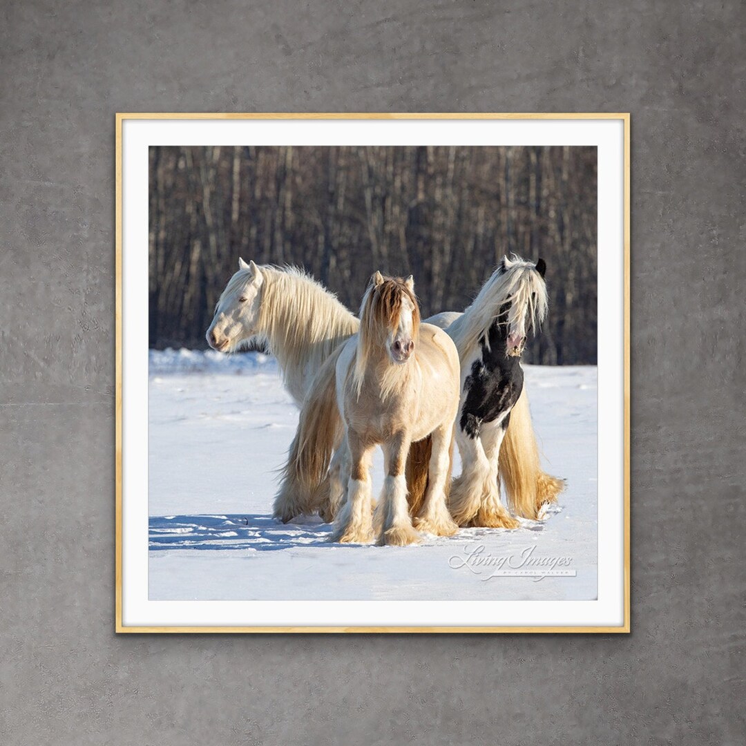 Horse Photography Gypsy Vanner Horses Print - “three Gypsy Vanner ...