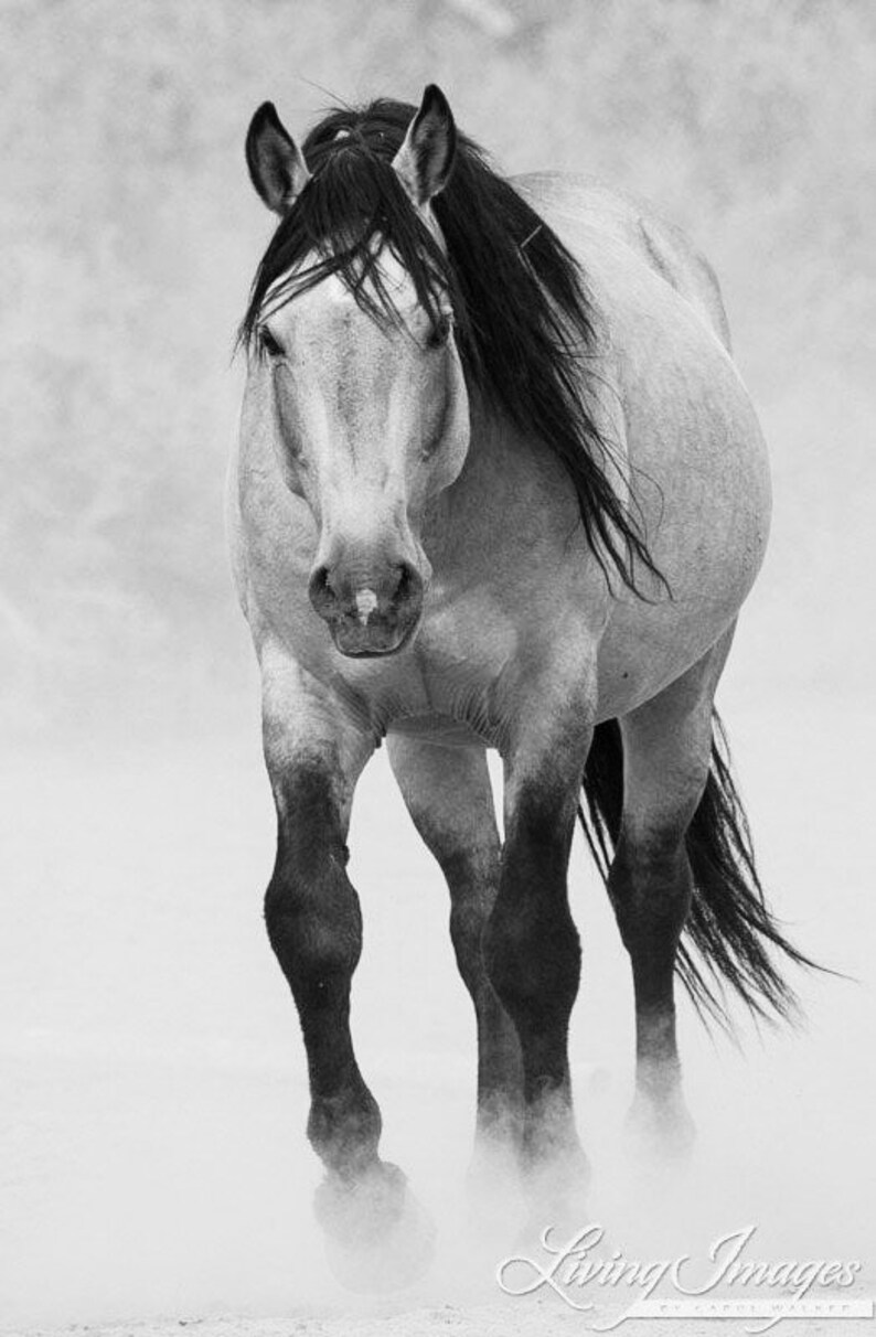 Wild Horse Photography Wild Buckskin Stallion Print - “out of the Dust ...