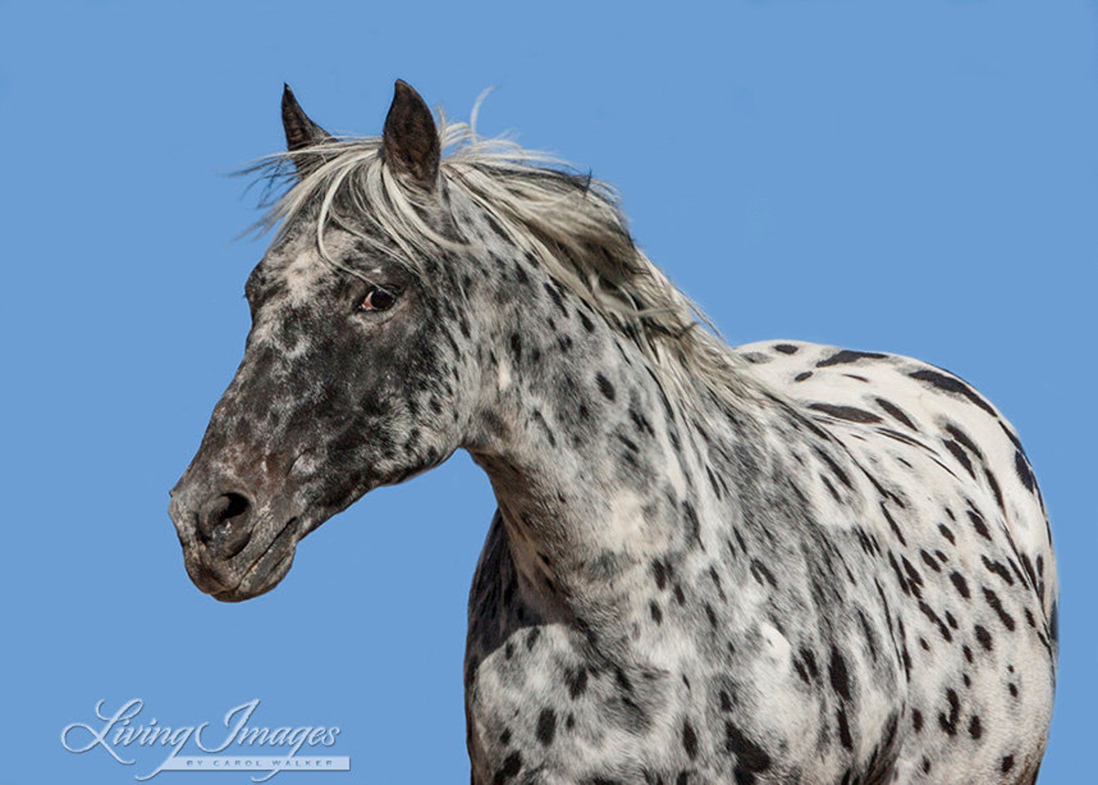 Horse Photography Spotted Horse Print - "leopard Appaloosa Running" - Etsy