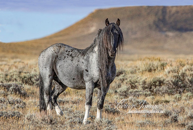 Wild Horse Photography Wild Roan Stallion Blue Zeus Print - “wild Blue ...