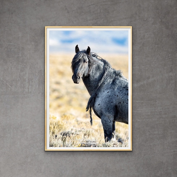 Caballo Ruano Azul Salvaje Stunning Blue Roan | Horses, Pretty Horses,