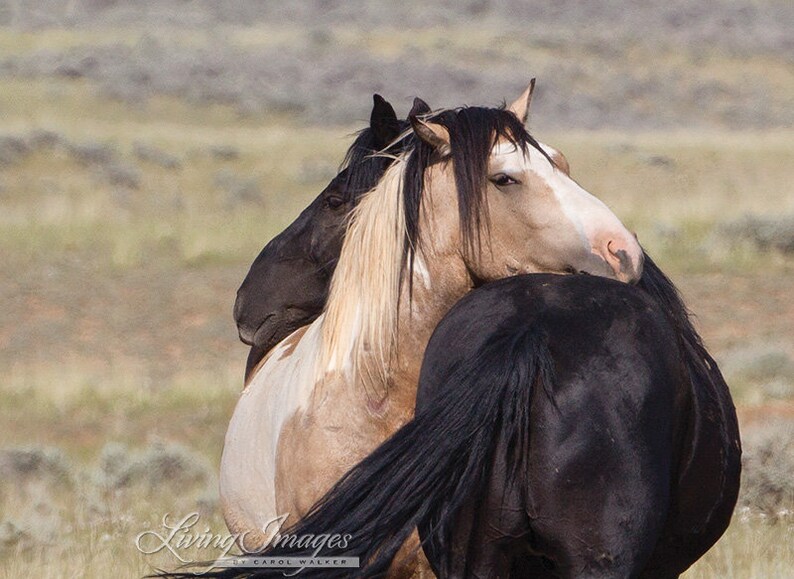 Wild Horse Photography Wild Stallion Friends Print -“somebody to Lean ...