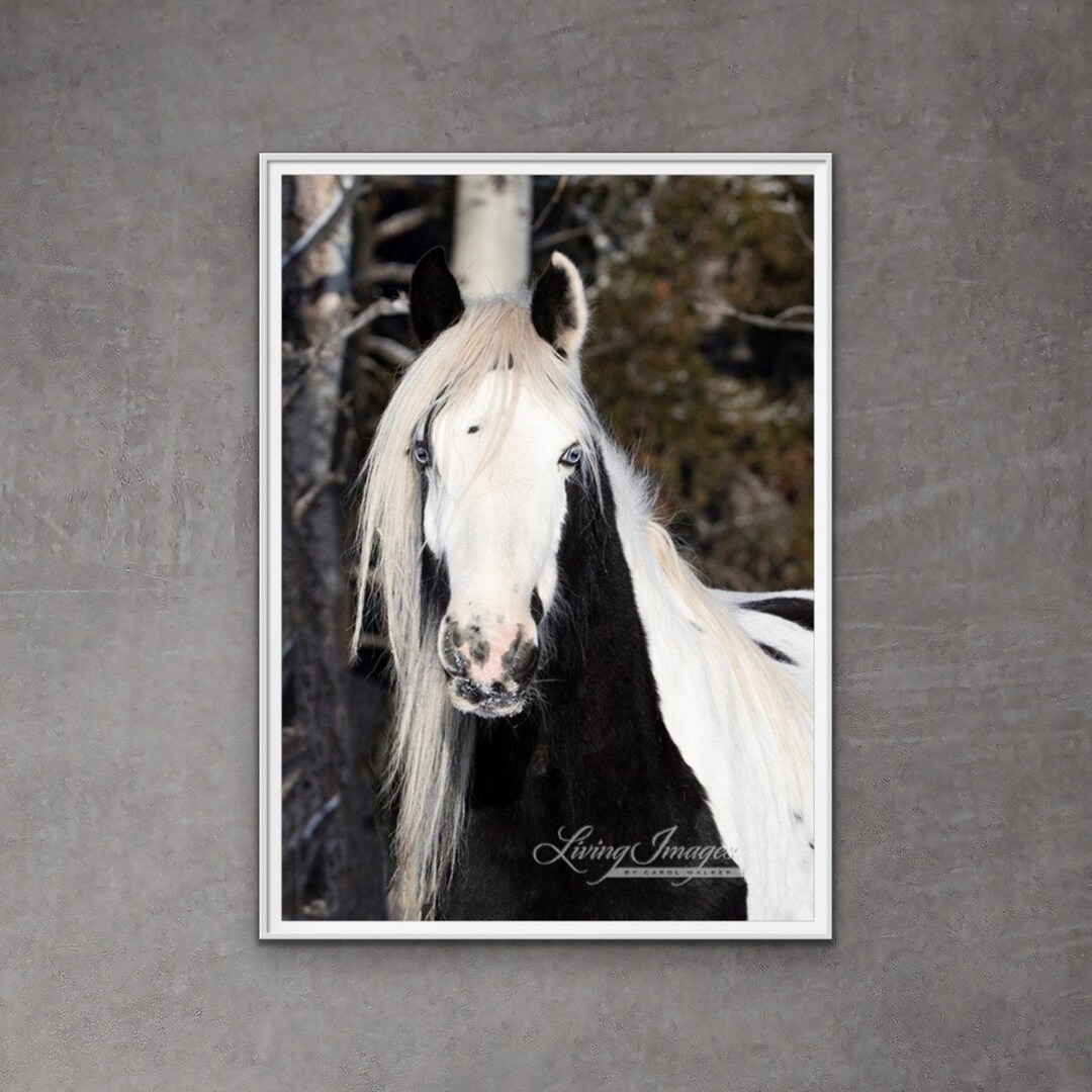 Horse Photography Horse Photography Gypsy Vanner Horse Print - “gypsy ...