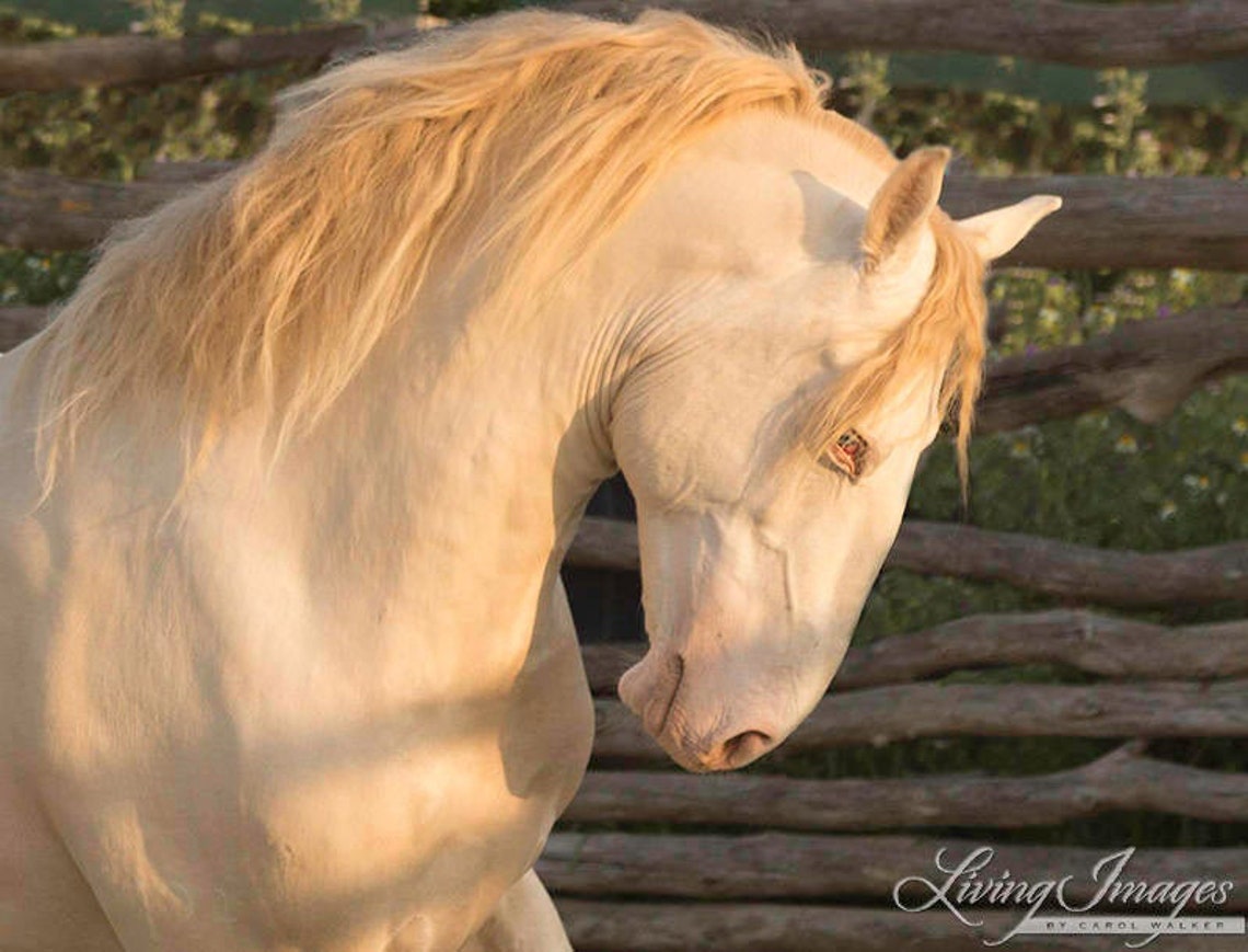 Horse Photography Lusitano Horse Print Cremello in the | Etsy