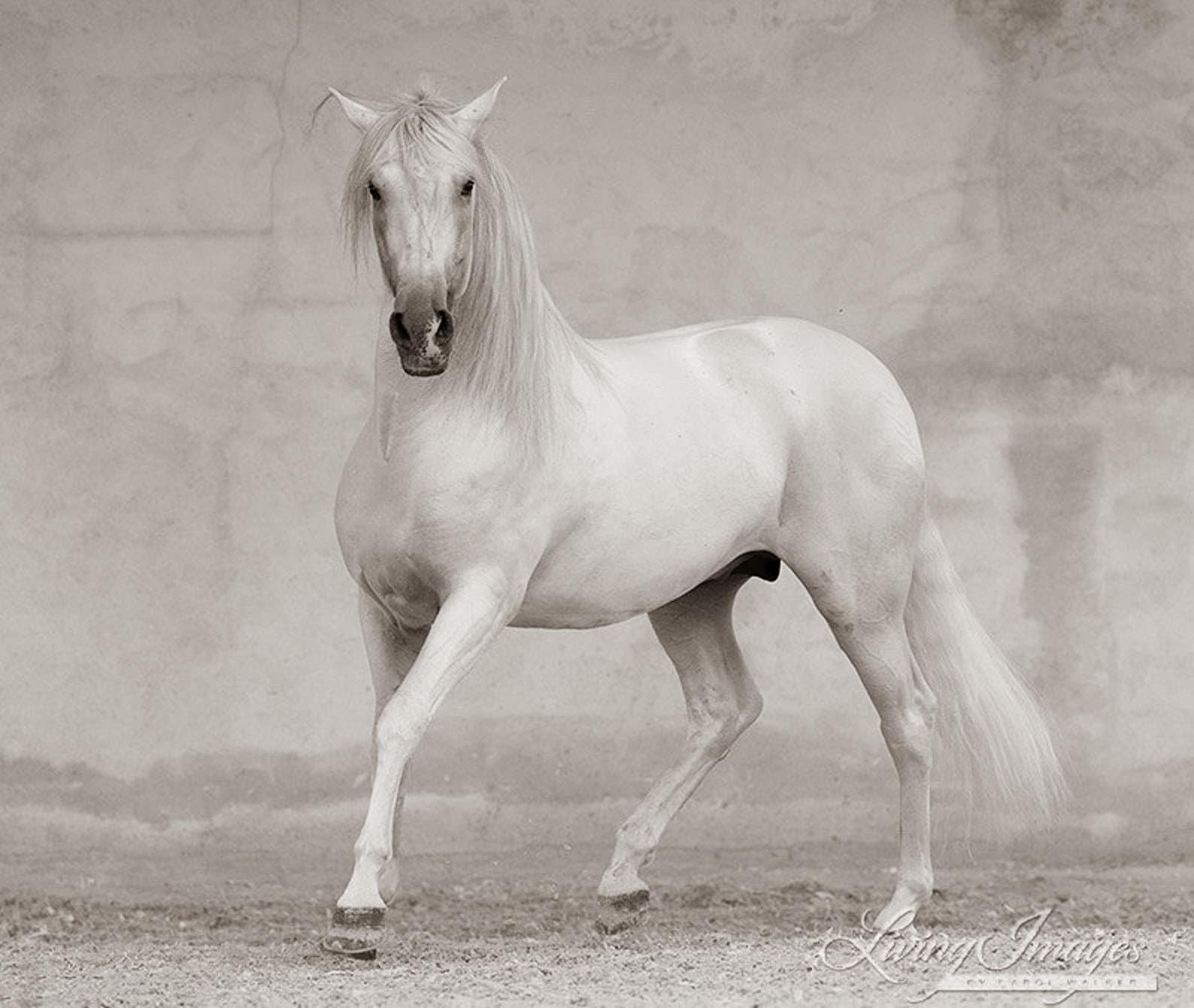 White Andalusian Horse