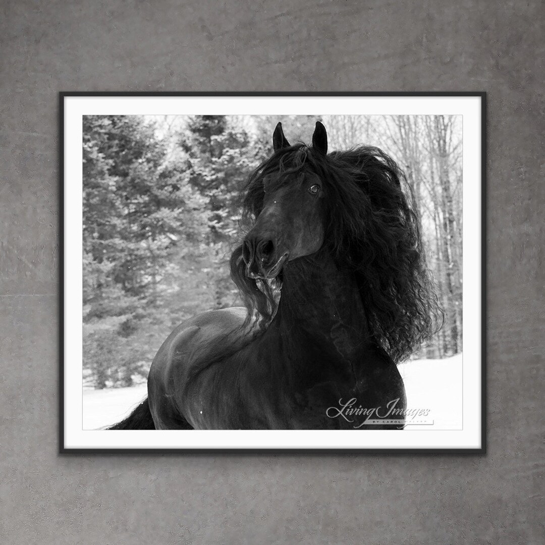 Horse Photography Black Friesian in Snow Print - “friesian Stallion in ...
