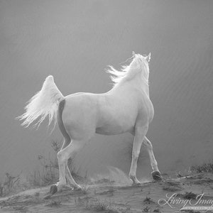 Horse Photography White Arabian Horse Runs Print - “desert Stallion at ...