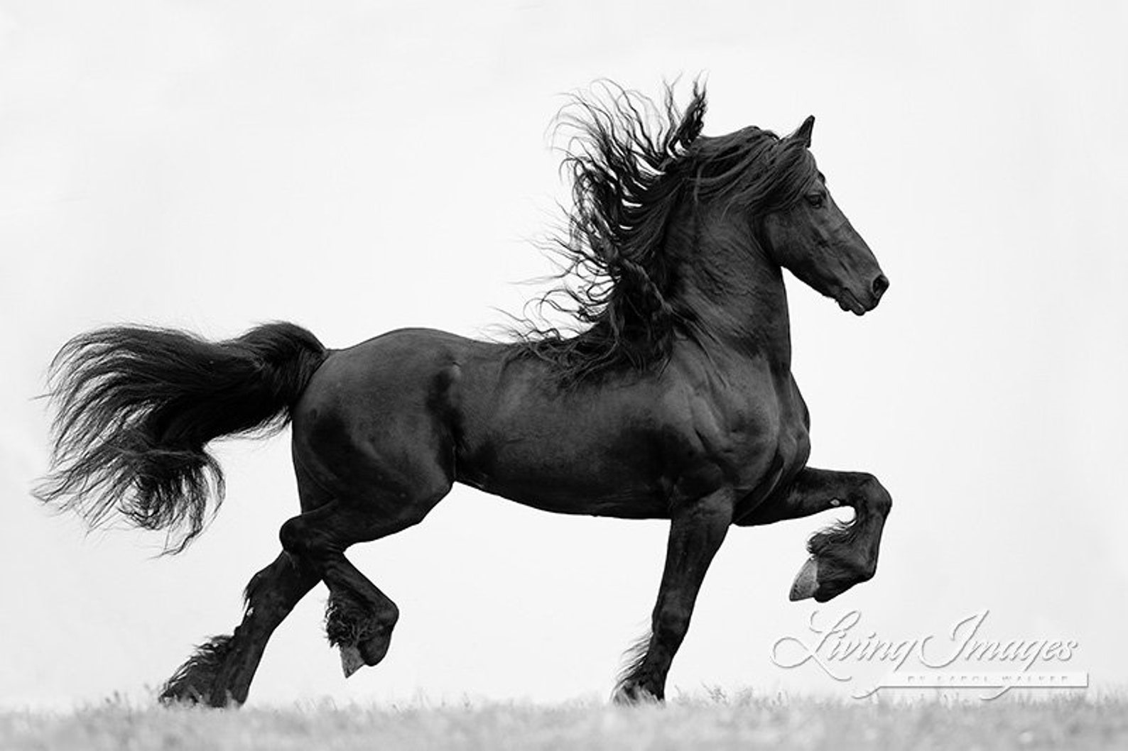 Horse Photography Black Friesian Stallion High Stepping Print ...
