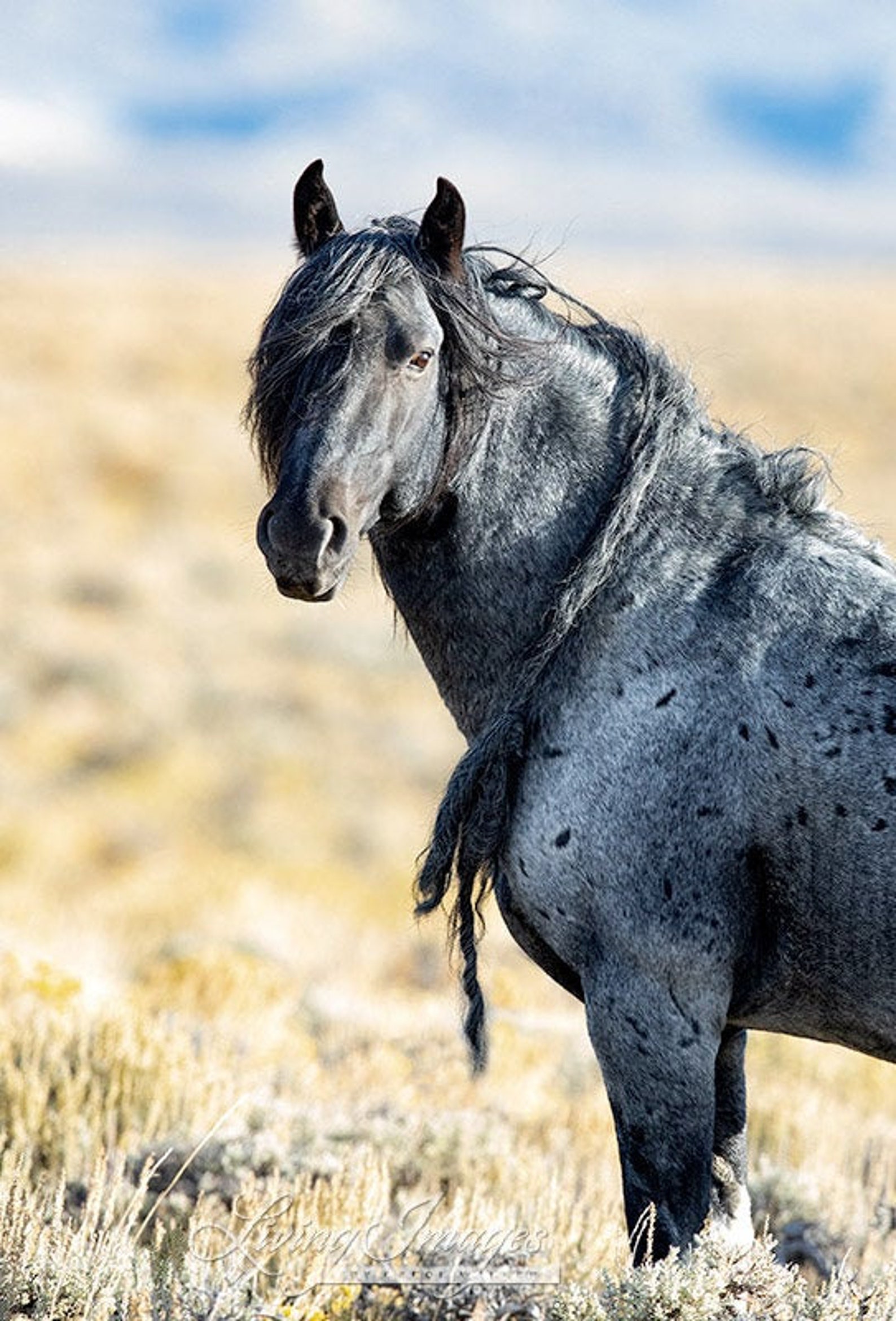 Wild Horse Photography Wild Blue Roan Stallion Blue Zeus Print - “wild ...