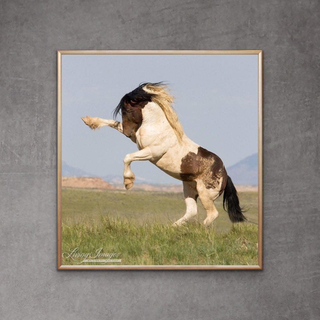 Wild Horse Photography Wild Pinto Stallion Rearing Print - “warbonnet ...