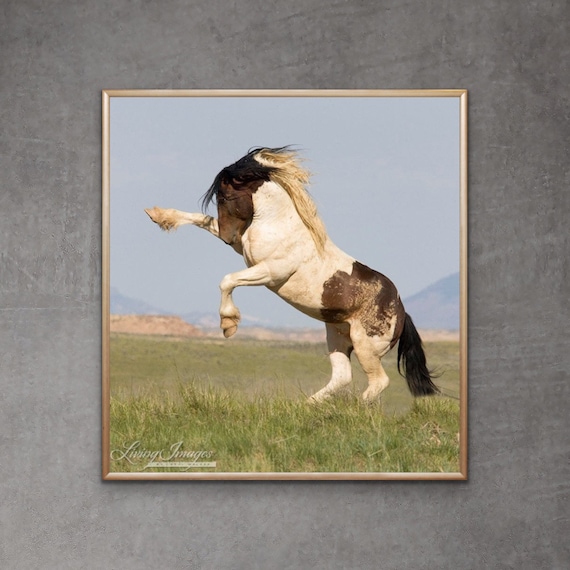 Wild Horse Photography Wild Pinto Stallion Rearing Print - Etsy.de