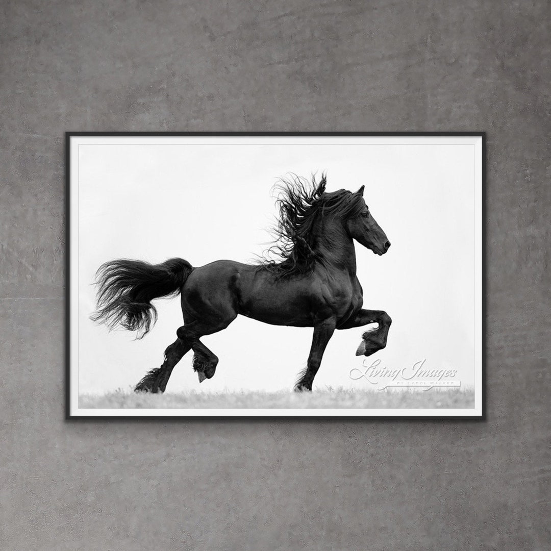 Horse Photography Black Friesian Stallion High Stepping Print ...
