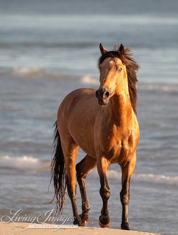 Buckskin Horses Rearing