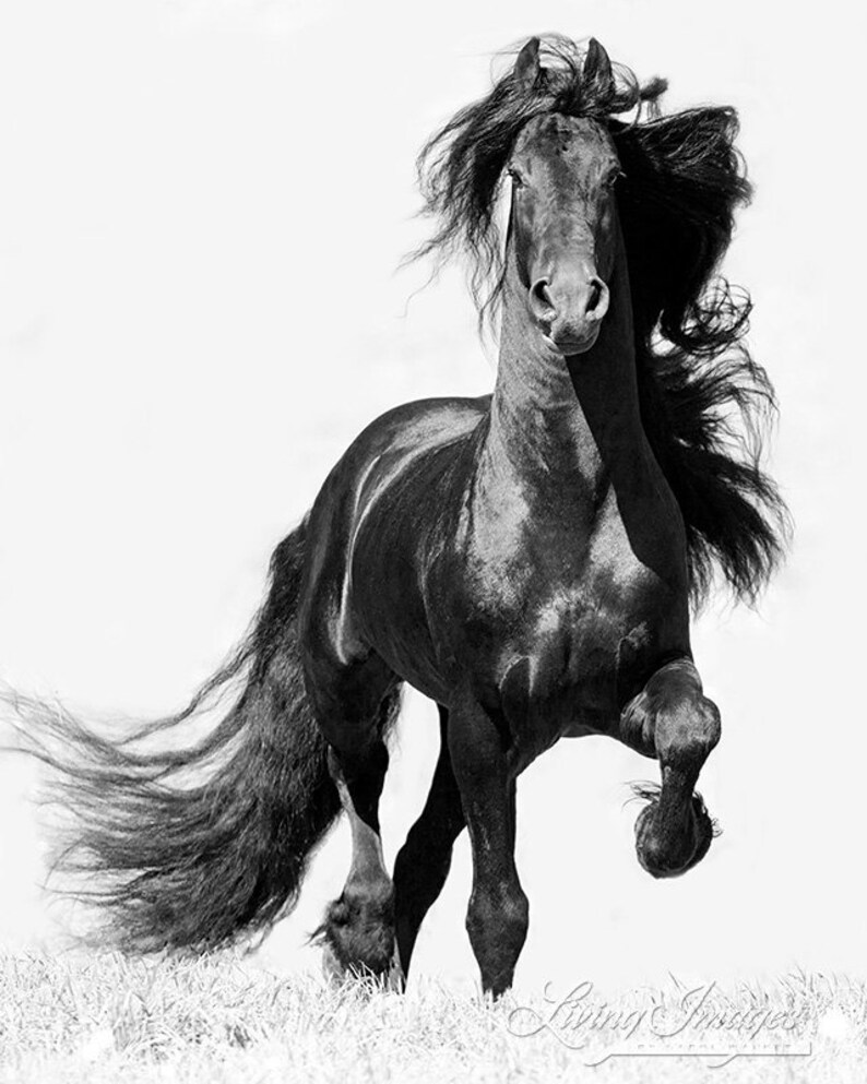 Horse Photography Black Friesian Running Print - “friesian Runs Close ...